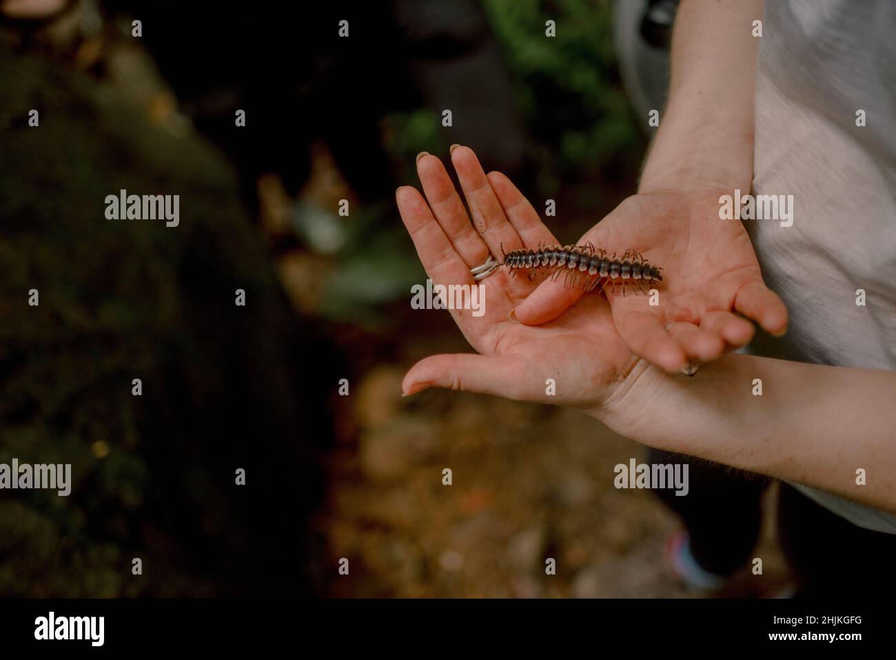 Insect in persons hand hi-res stock photography and images - Alamy