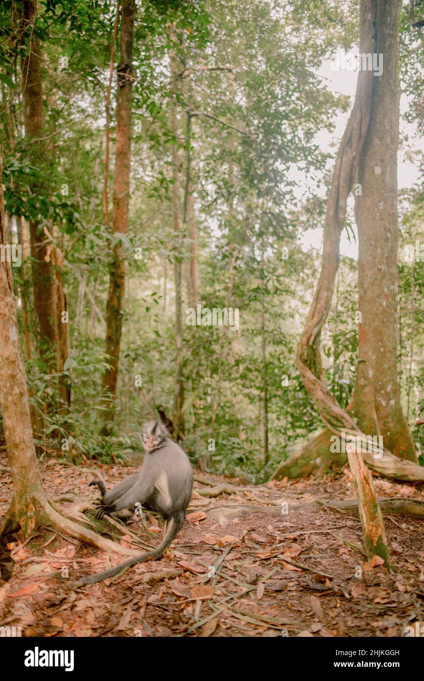 Vertical shot of an Atelidae monkey climbing a tree in the Sumatra ...