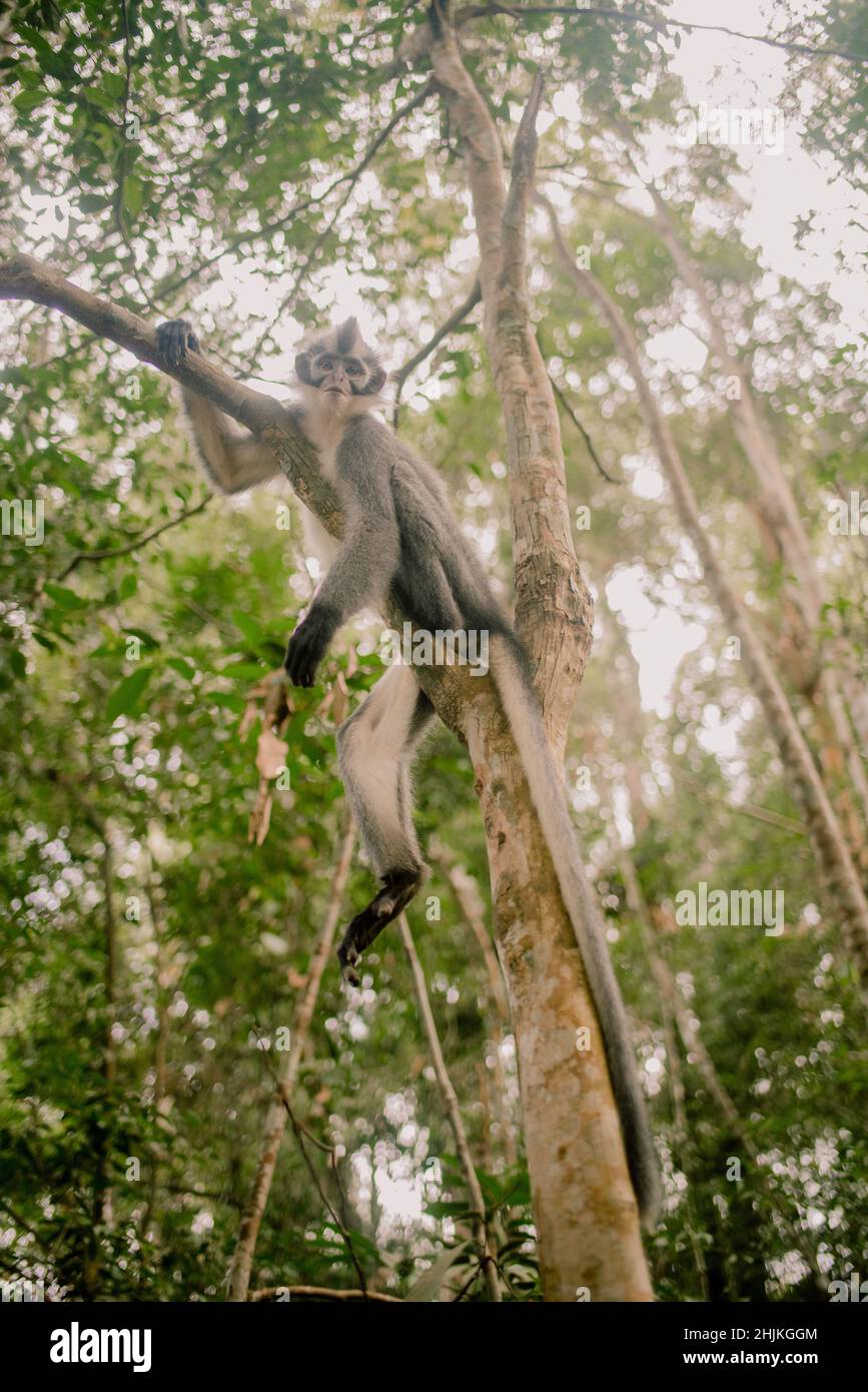 Vertical shot of an Atelidae monkey hanging on a tree in the Sumatra ...