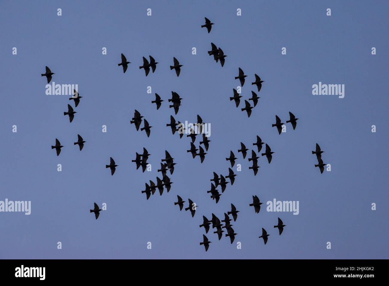 Flock of Crows, Hebden Bridge, Calderdale, West Yorkshire Stock Photo ...