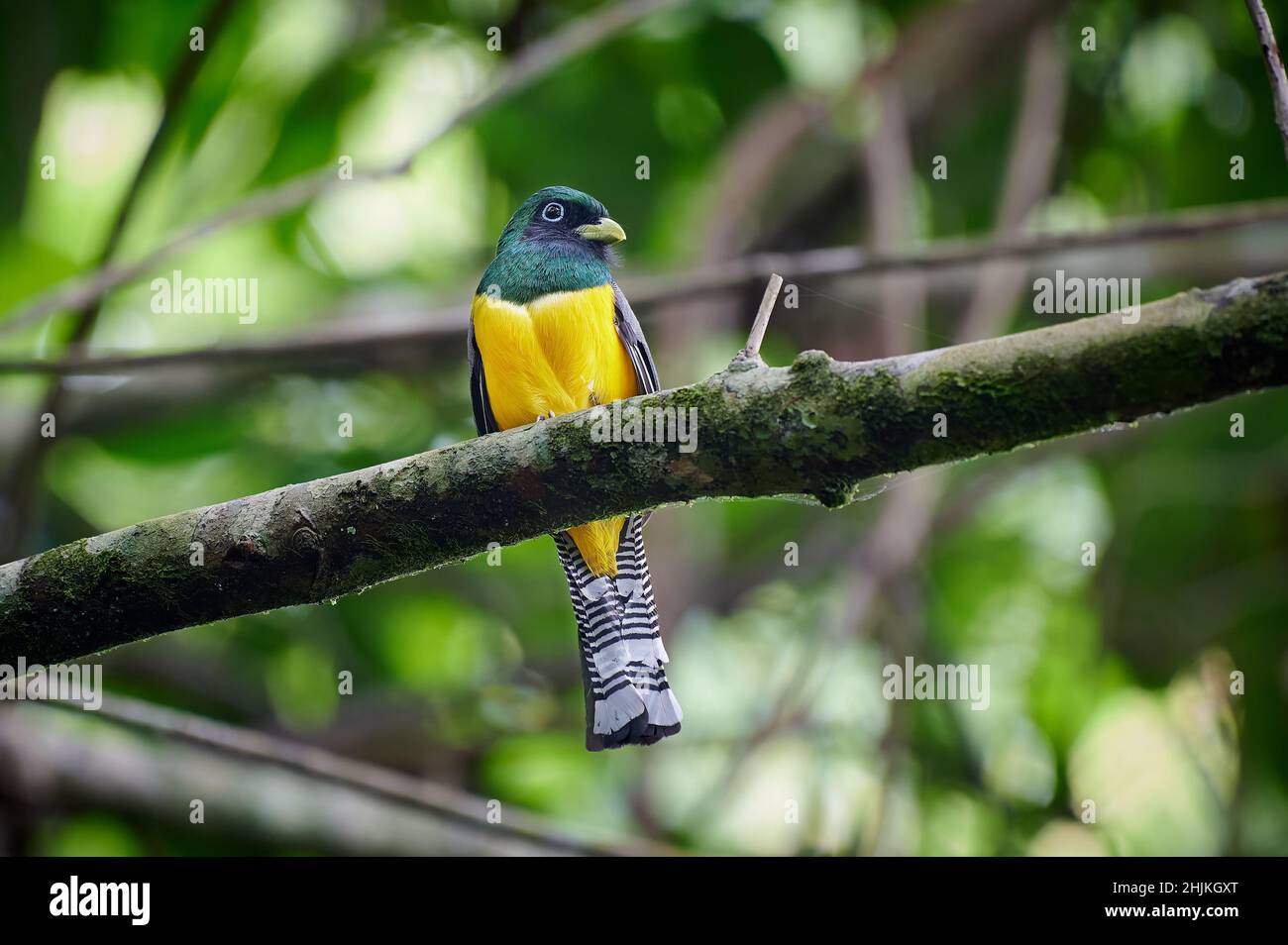 male black-throated trogon, also known as yellow-bellied trogon (Trogon ...