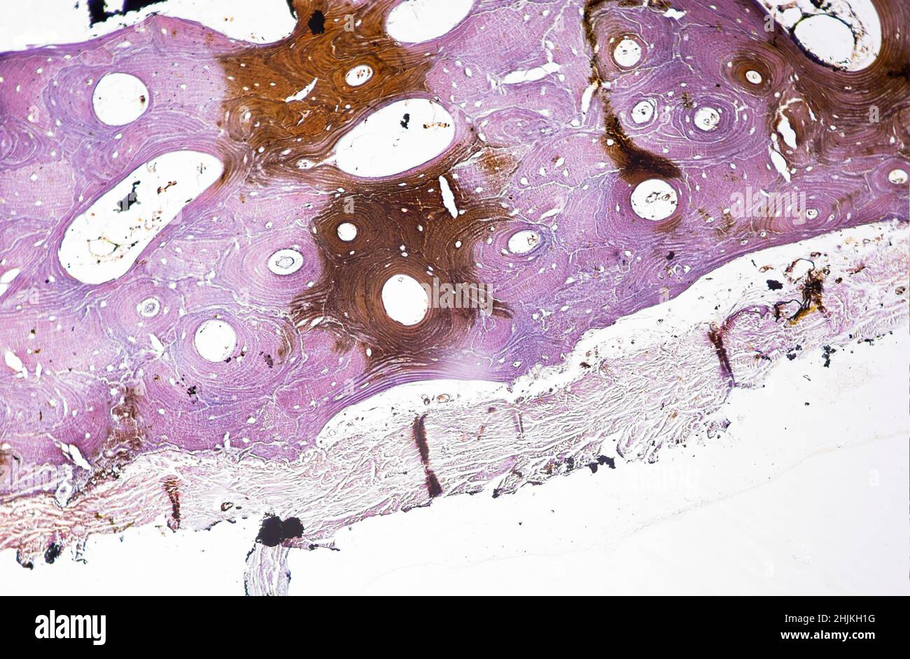 Osteoblast Histology Fluorescence