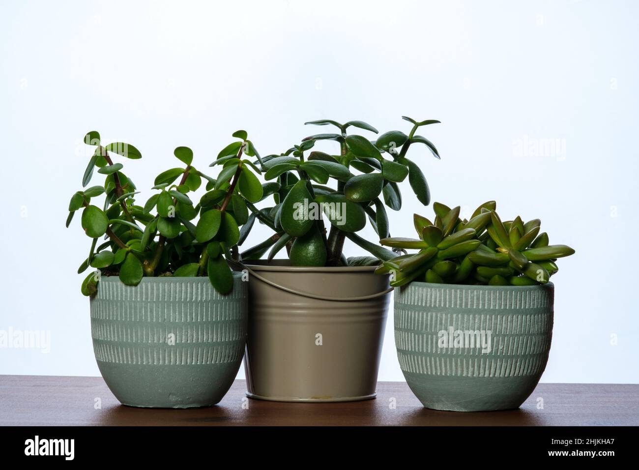 Three pots of various flowers on a white background Stock Photo - Alamy
