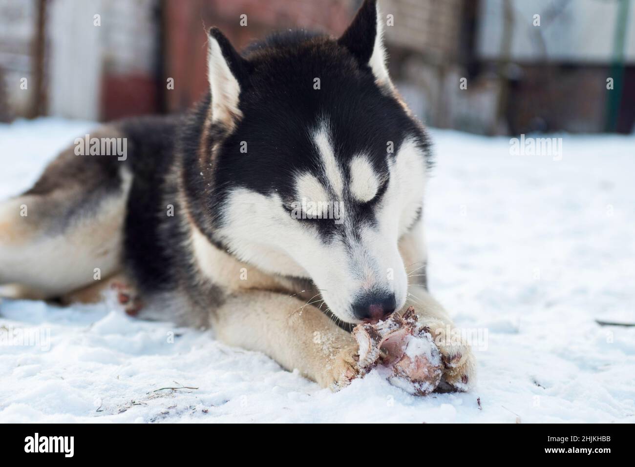 Husky dog lying on a ground outdoors and eating huge bone. Cute dog ...