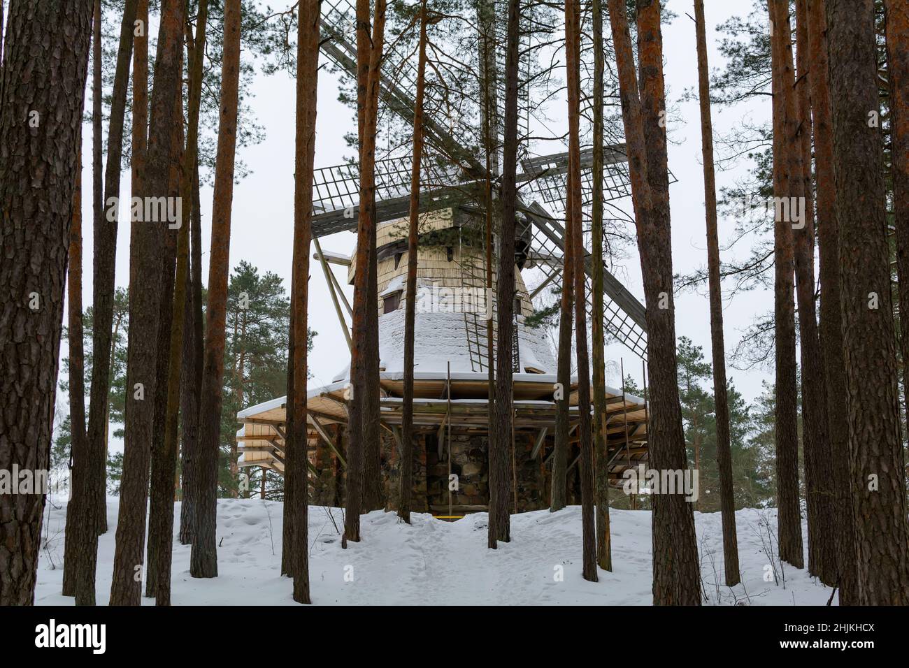 Dutch windmill behind the pines Stock Photo - Alamy