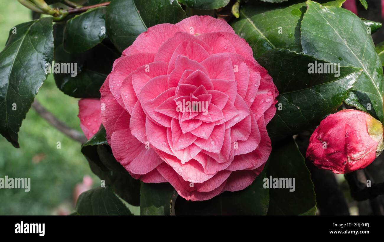 Beautiful vibrant pink Japanese Camellia flowers of (Camelia japonica ...