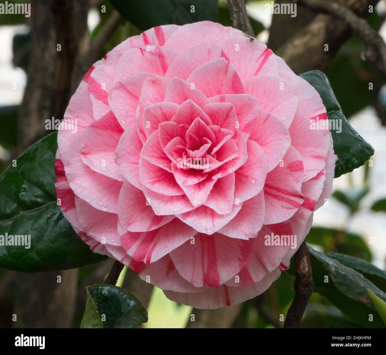 Beautiful vibrant pink Japanese Camellia flowers of (Camelia japonica ...