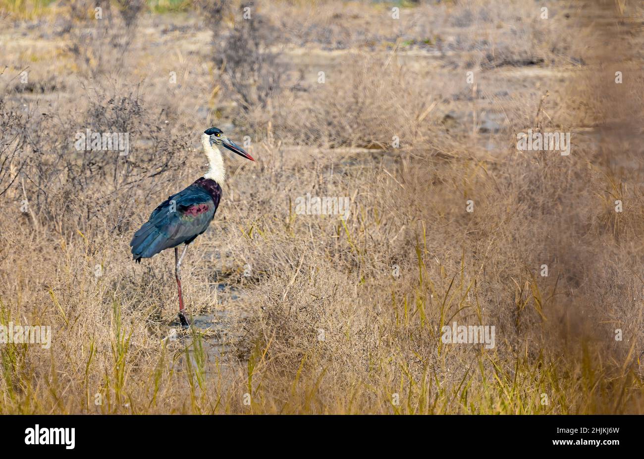 Wool neck Stork in a field resting mood Stock Photo - Alamy