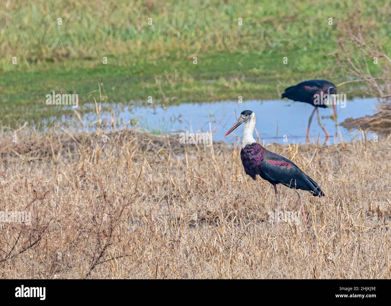 Wool neck Stork Pair in search of food near a lake Stock Photo - Alamy