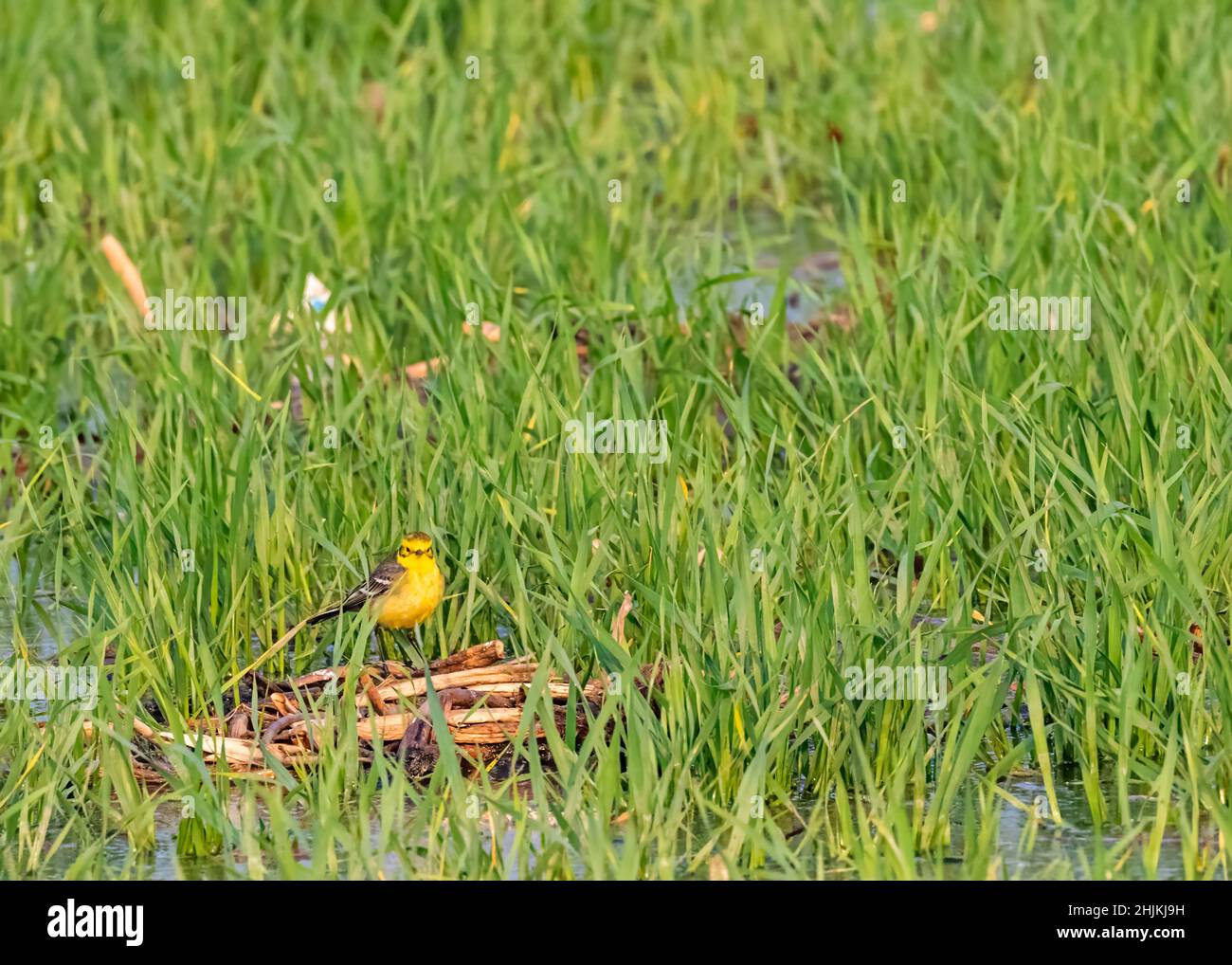 Yellow Wagtail in Green field resting Stock Photo - Alamy