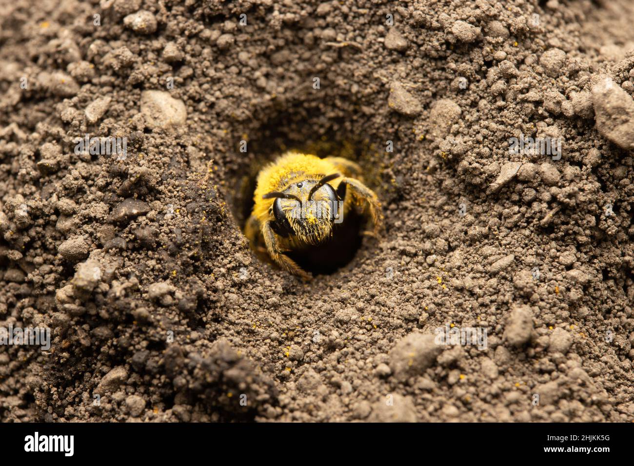 Ground nesting native bee hi-res stock photography and images - Alamy