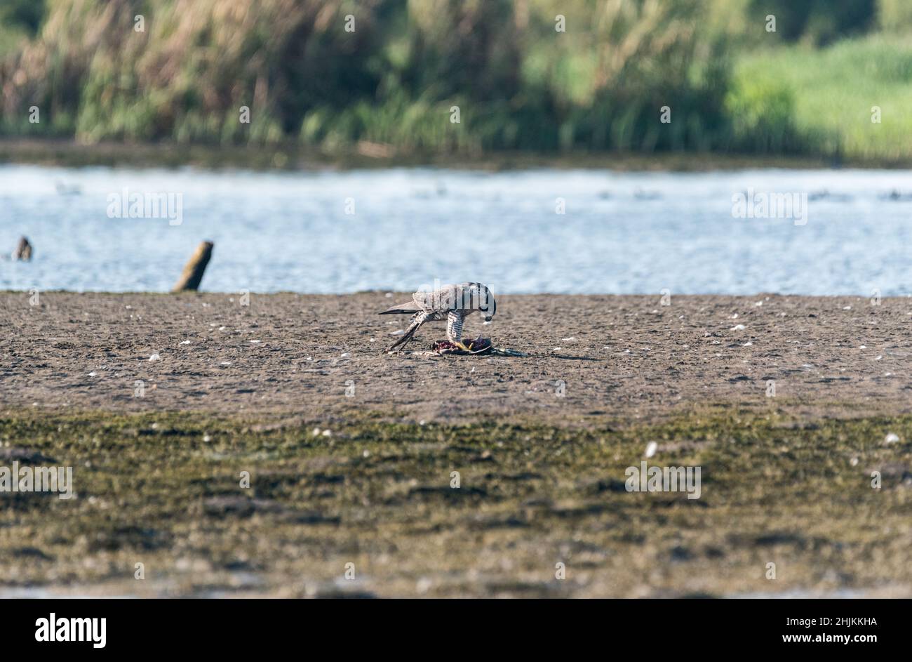 Feeding Peregrine (Falcon peregrinus Stock Photo - Alamy Feeding Peregrine (Falcon peregrinus Stock Photo - Alamy