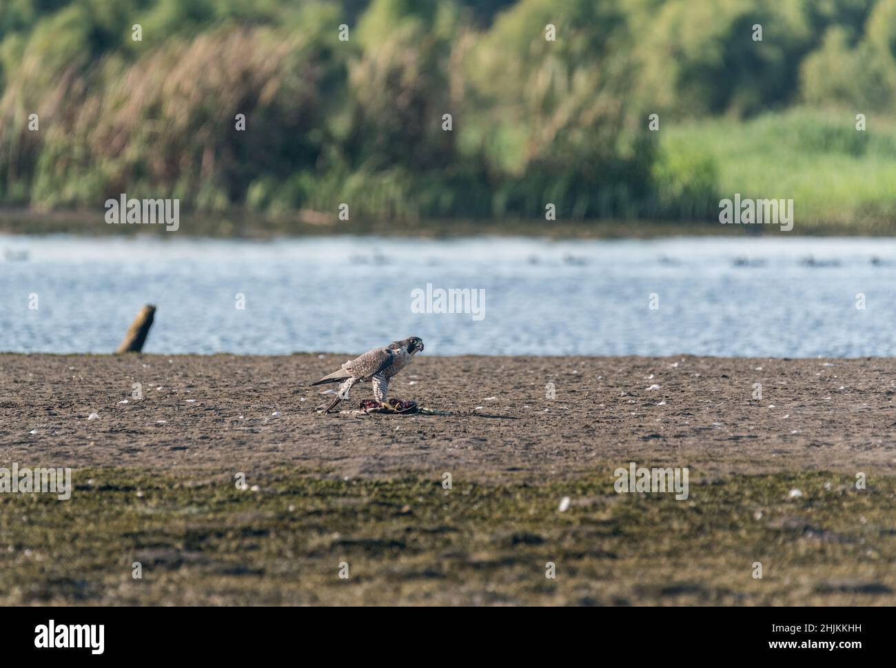 Feeding Peregrine (Falcon peregrinus Stock Photo - Alamy Feeding Peregrine (Falcon peregrinus Stock Photo - Alamy
