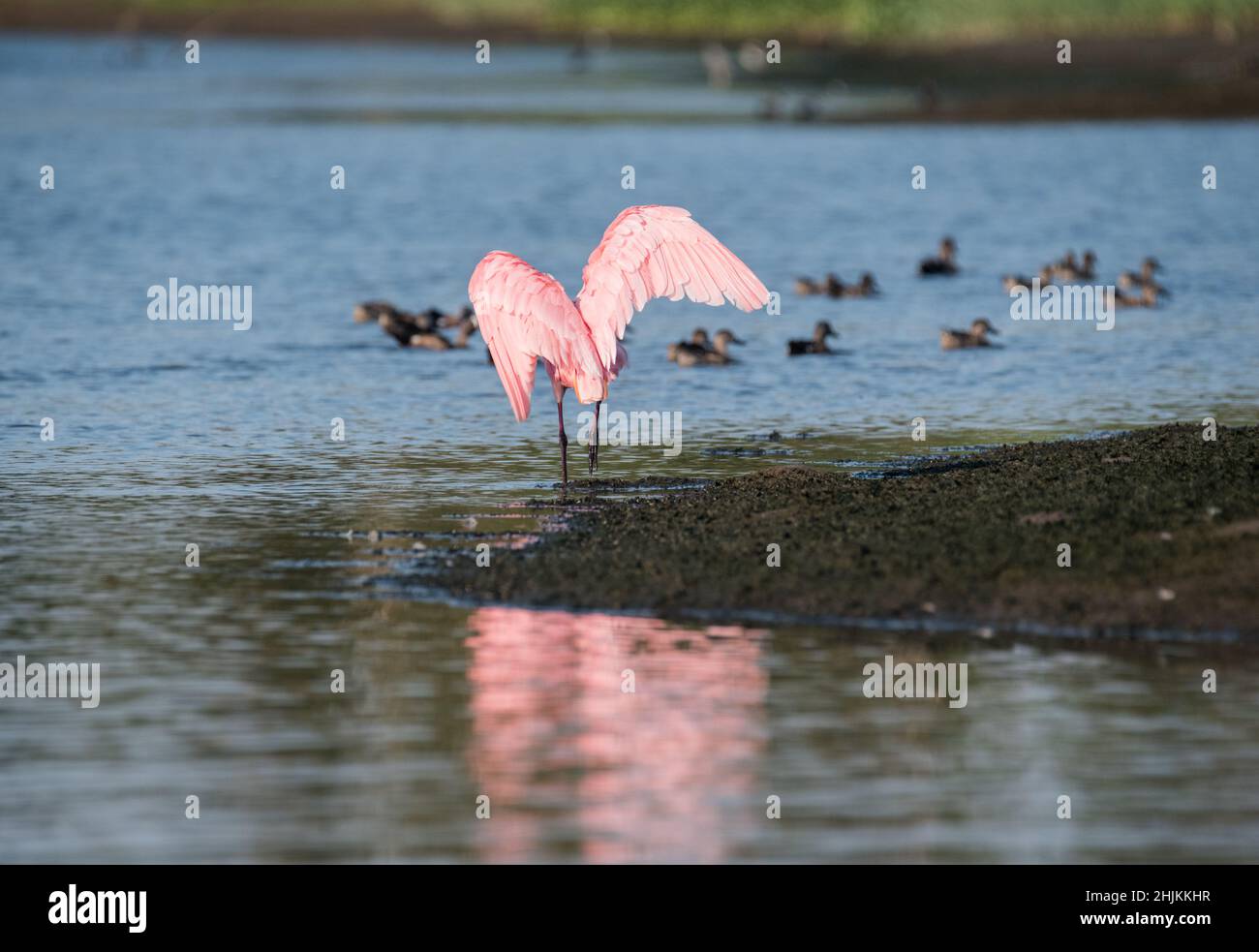 Preening Roseate Spoonbill (Ajaia ajaia Stock Photo - Alamy