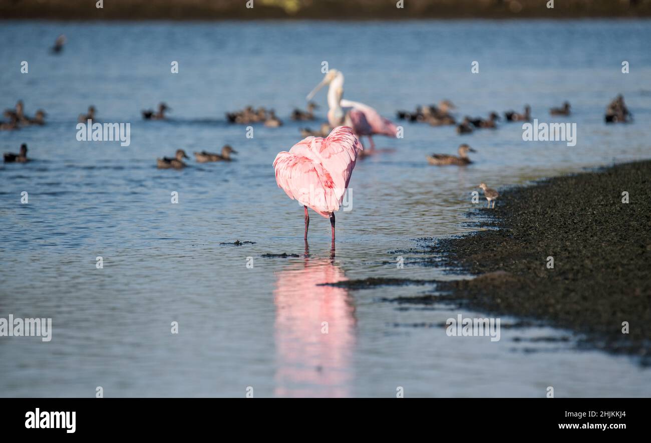 Preening Roseate Spoonbill (Ajaia ajaia Stock Photo - Alamy