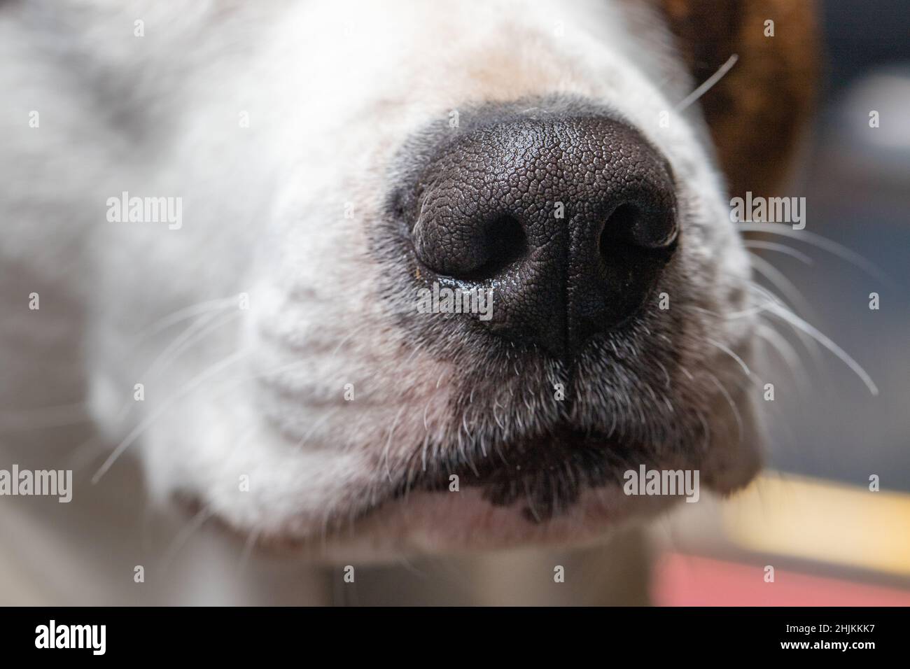 Dog nose close-up Stock Photo - Alamy