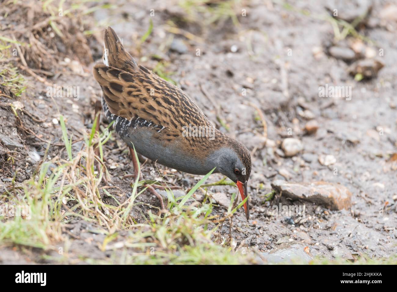 Water Rail (Rallus aquaticus Stock Photo - Alamy