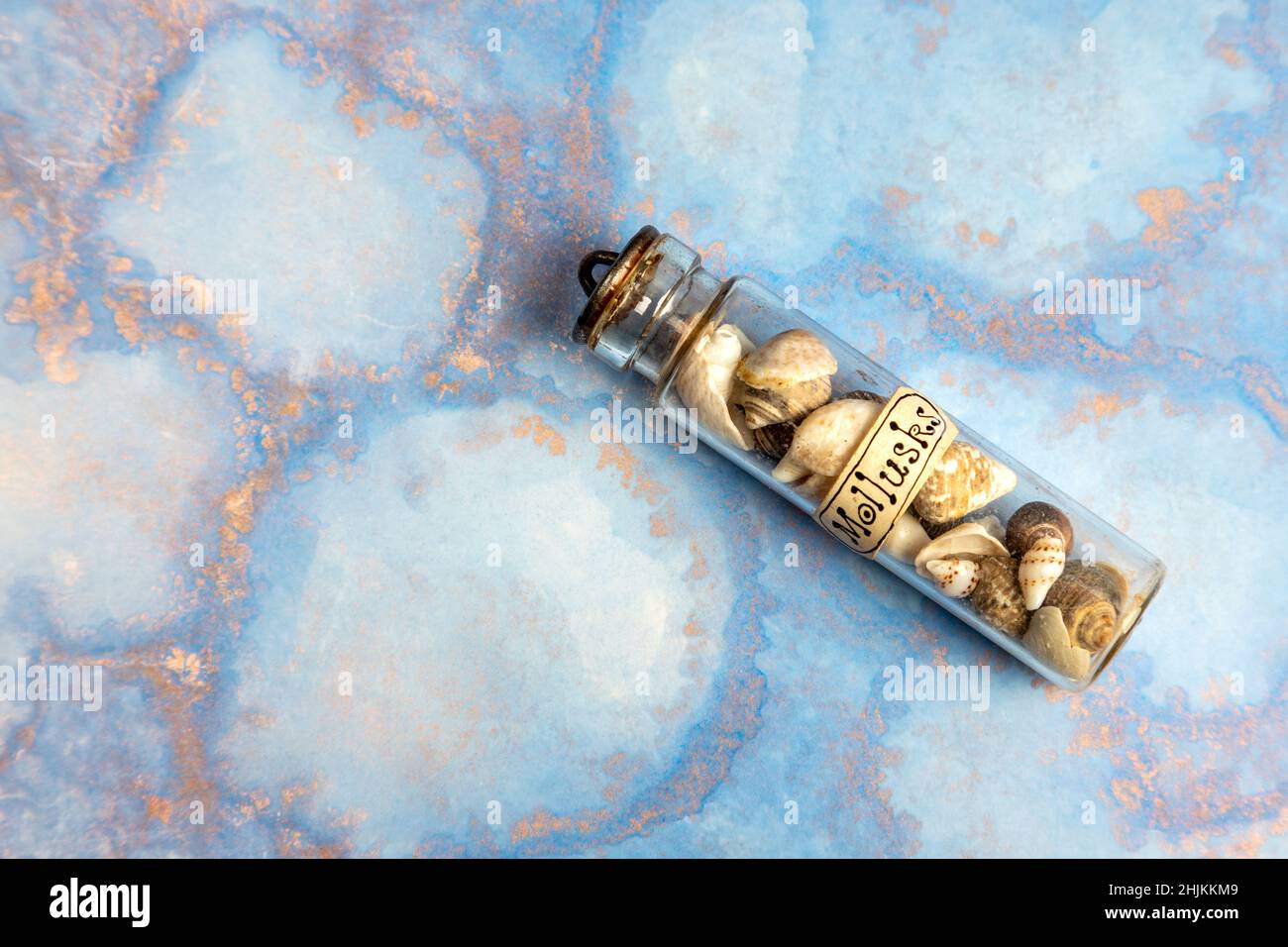 Labeled shells hi-res stock photography and images - Alamy