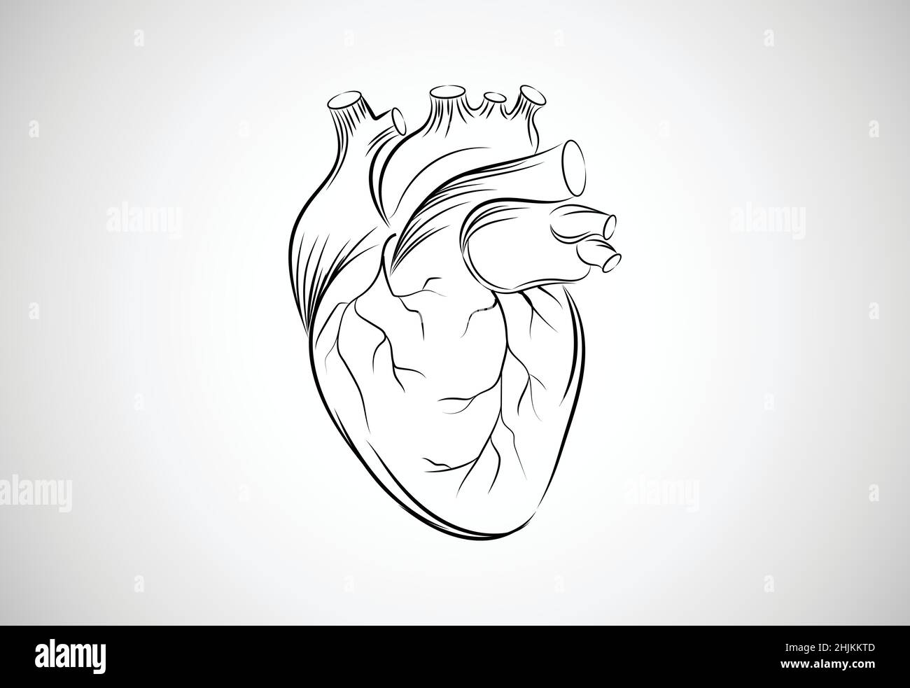 Hand-drawn line art human heart vector illustration Stock Vector Image ...