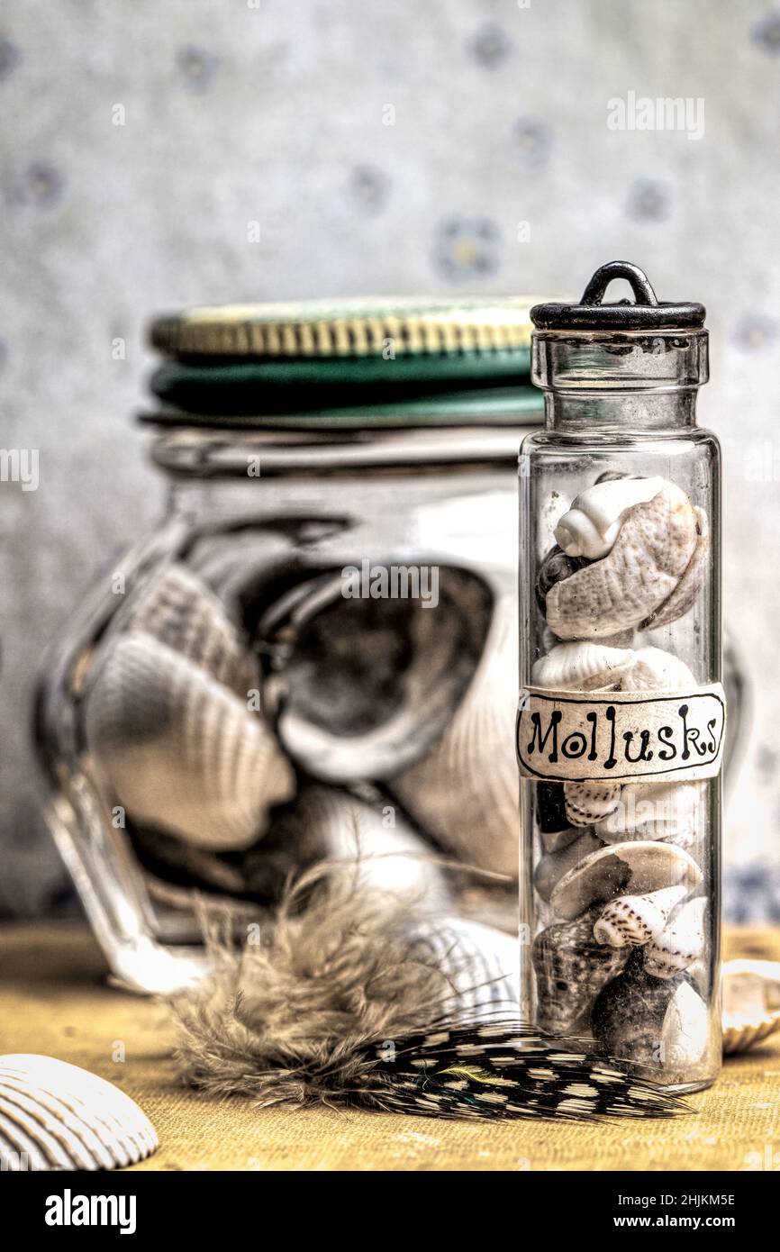 Labeled shells hi-res stock photography and images - Alamy