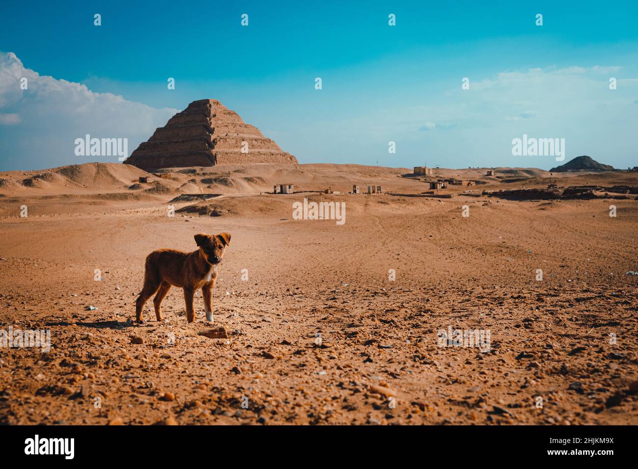 Stray dogs egypt hi-res stock photography and images - Alamy
