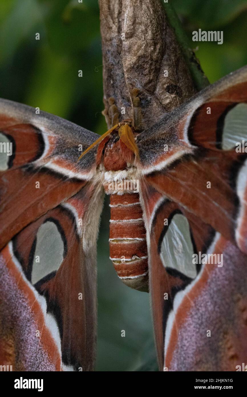 Atlasspinner High Resolution Stock Photography and Images - Alamy