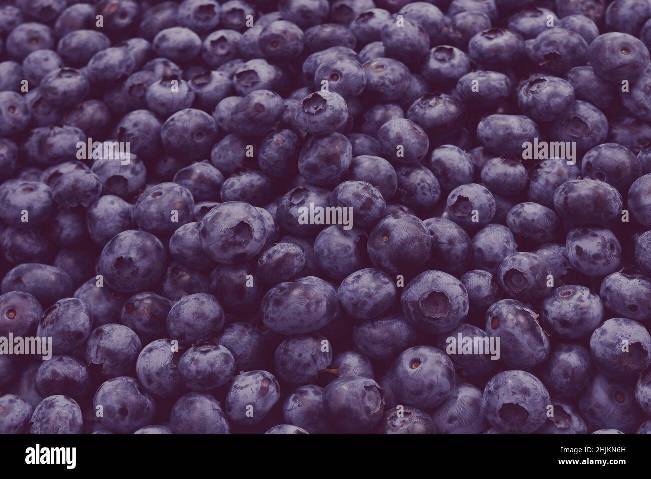 Fresh blueberry background. Texture blueberry berries close up Stock ...