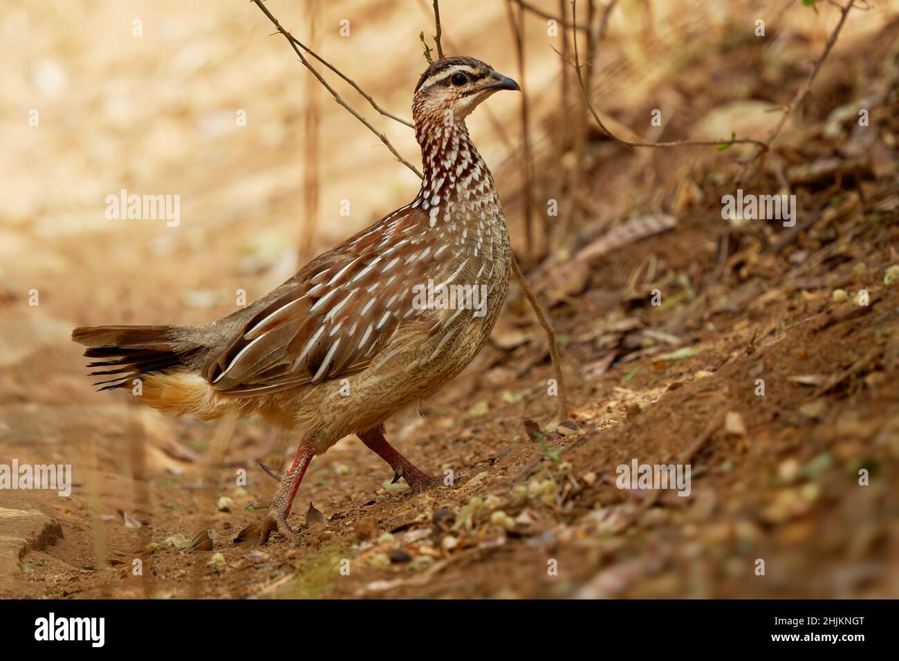 Angola botswana hi-res stock photography and images - Alamy