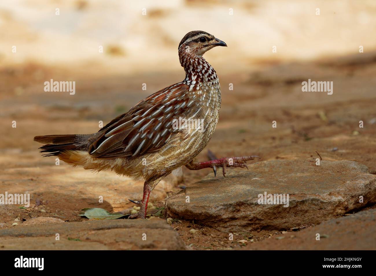 National bird of angola hi-res stock photography and images - Alamy
