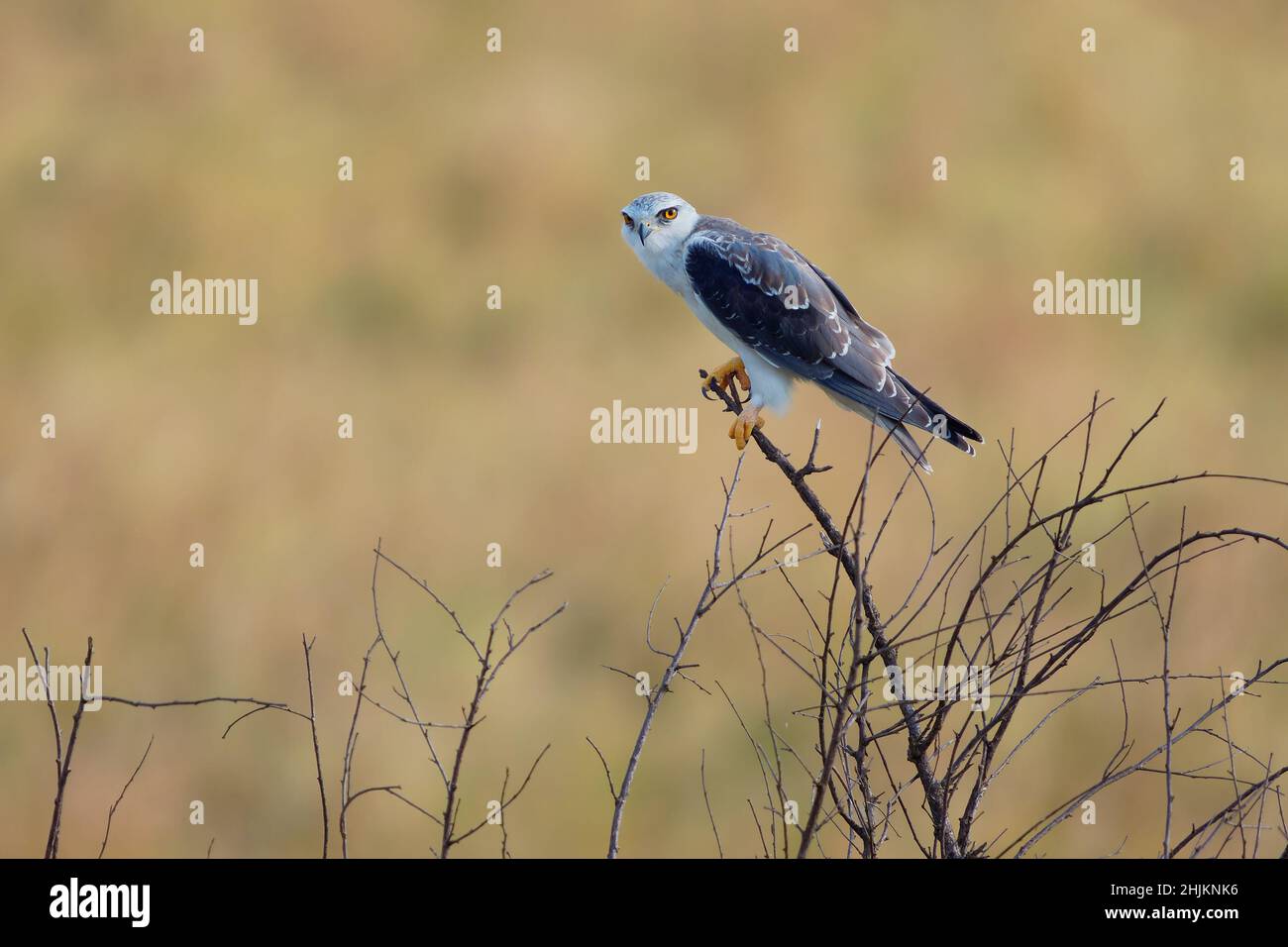 Black-winged Kite or Black-shouldered Kite, Elanus caeruleus, small ...
