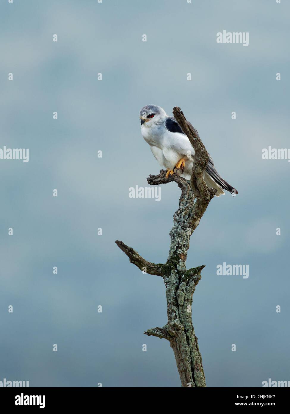 Black-winged Kite or Black-shouldered Kite, Elanus caeruleus, small ...
