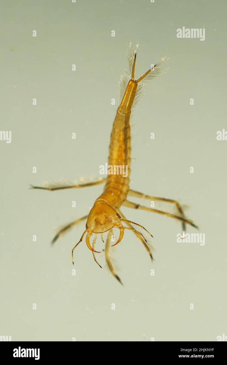 Great Diving Beetle nymph - Dytiscus marginalis nymph hunting under the ...