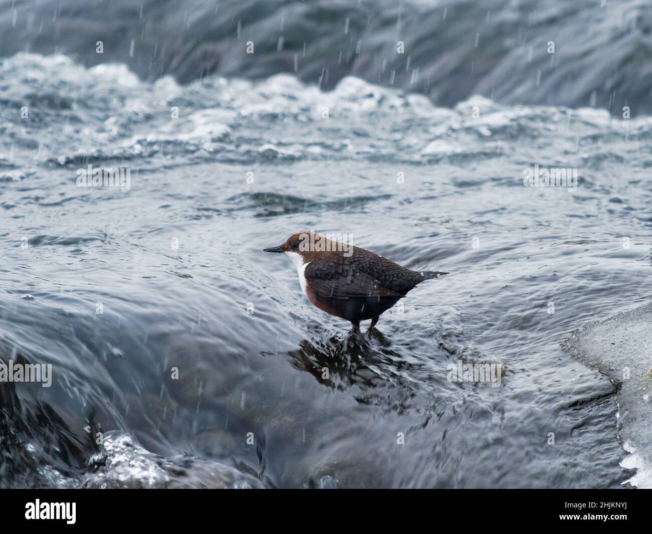 White-throated Dipper - Cinclus cinclus sitting on the stone in the ...