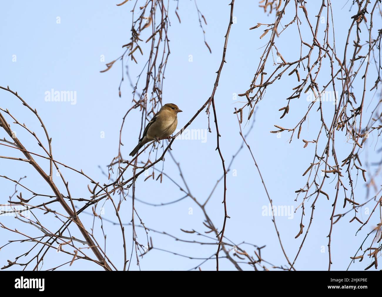 Juvenile chaffinch hi-res stock photography and images - Alamy