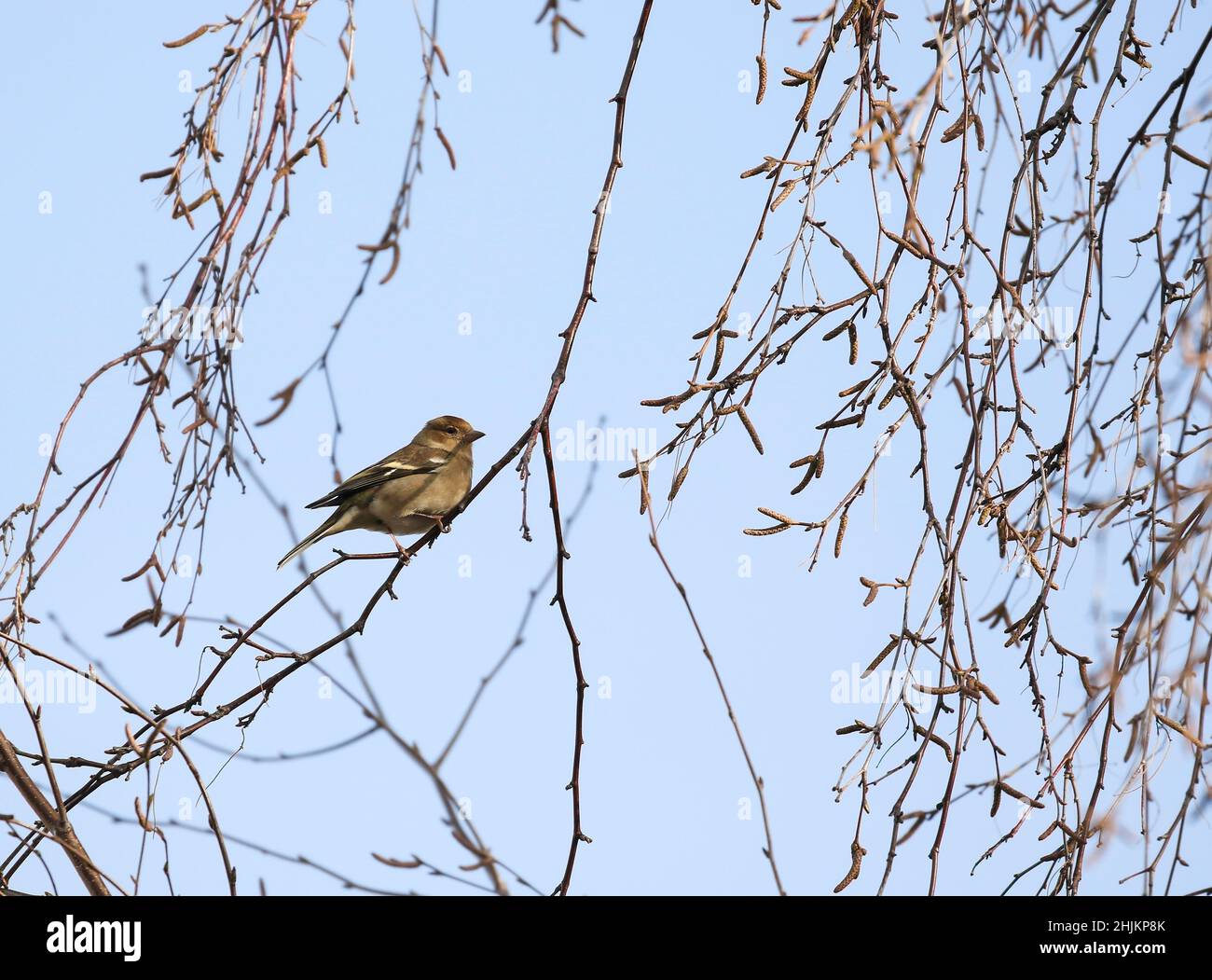 Young chaffinch bird "Fringilla coelebs" on willow tree branch with ...