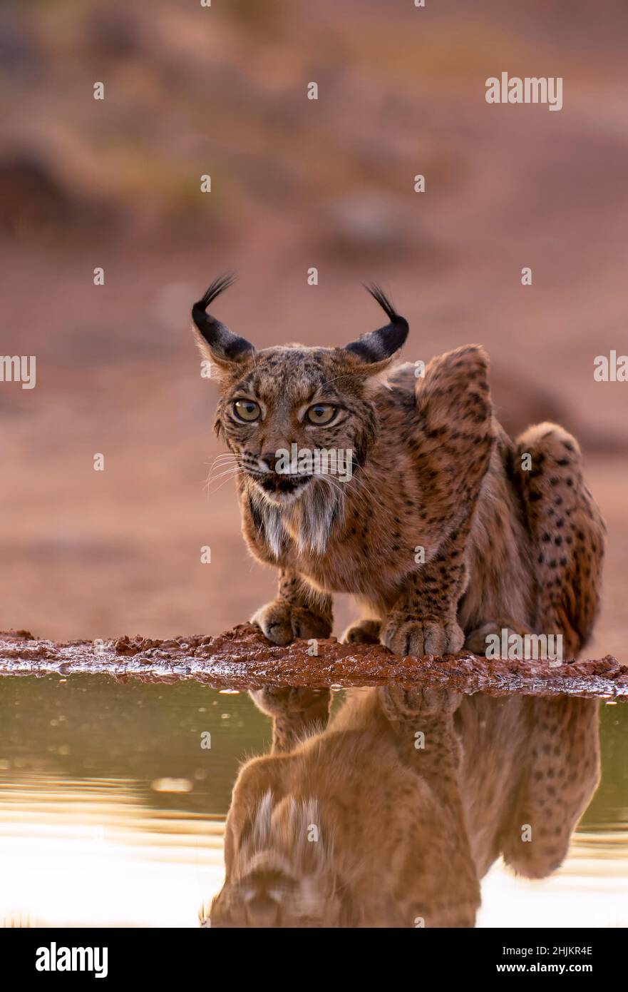 Iberian lynx drinking water, Lynx pardinus, wild cat endemic to Iberian ...