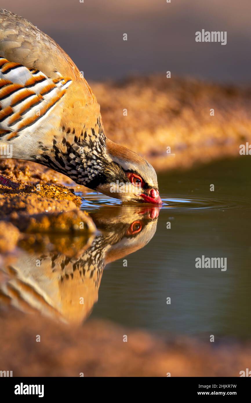 Red legged partridge drinking water at a pond in Castilla La Mancha ...