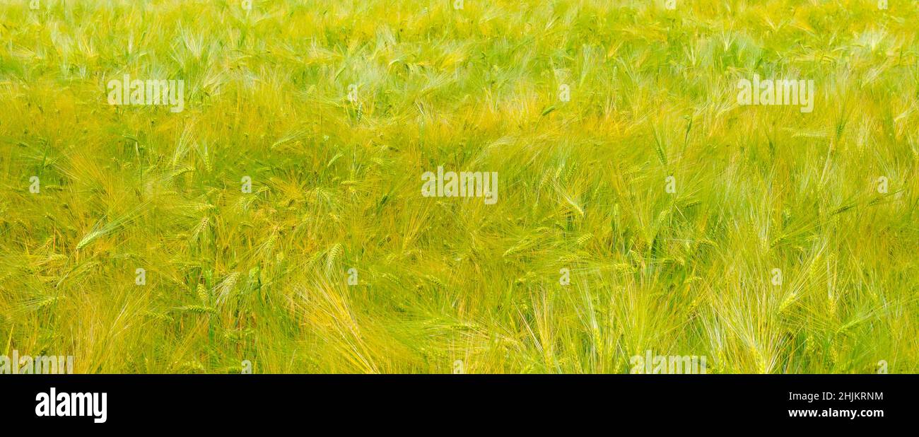 Green grass background texture. Element of design. Wide photo Stock ...