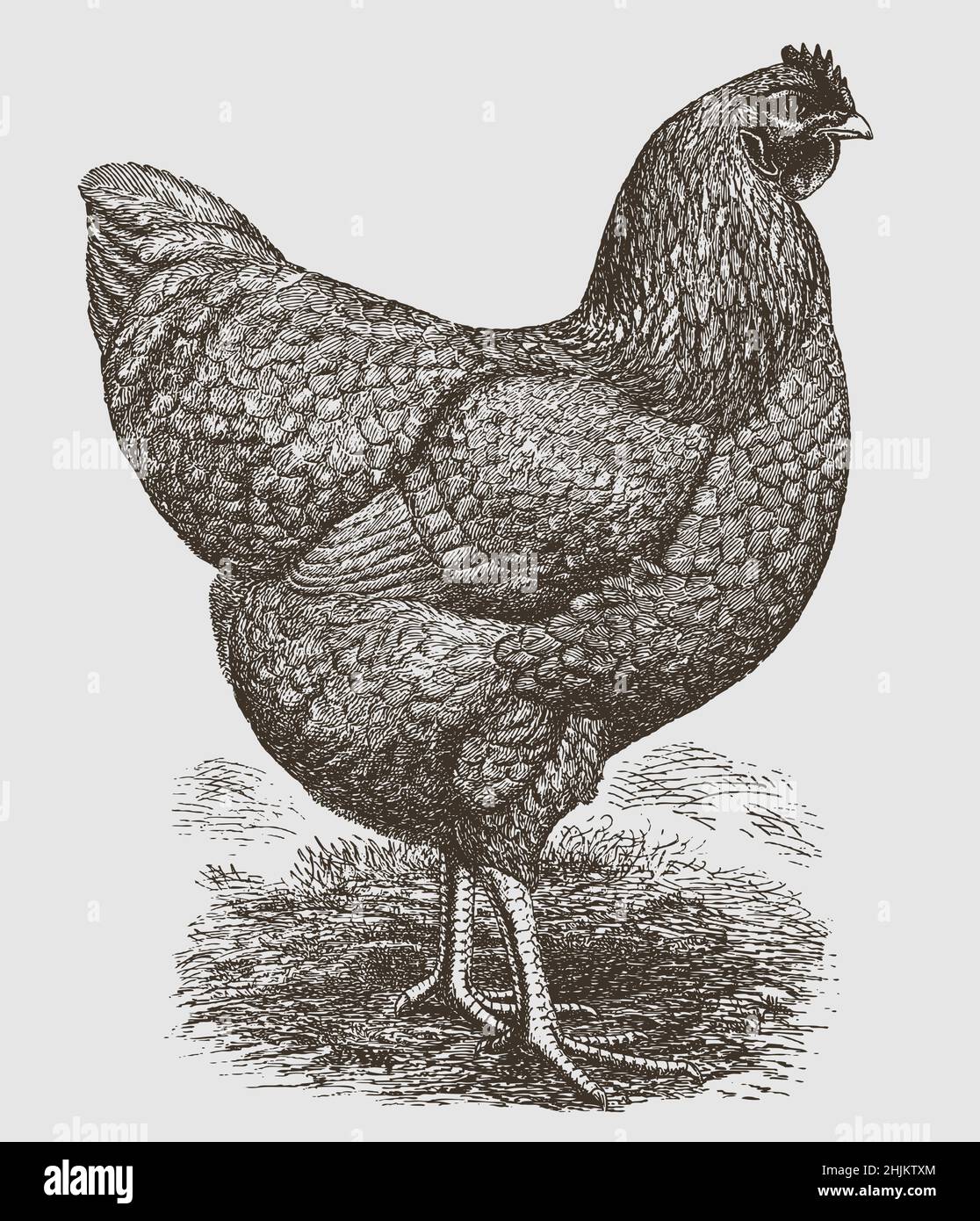Illustration hen chicken side view hi-res stock photography and images ...