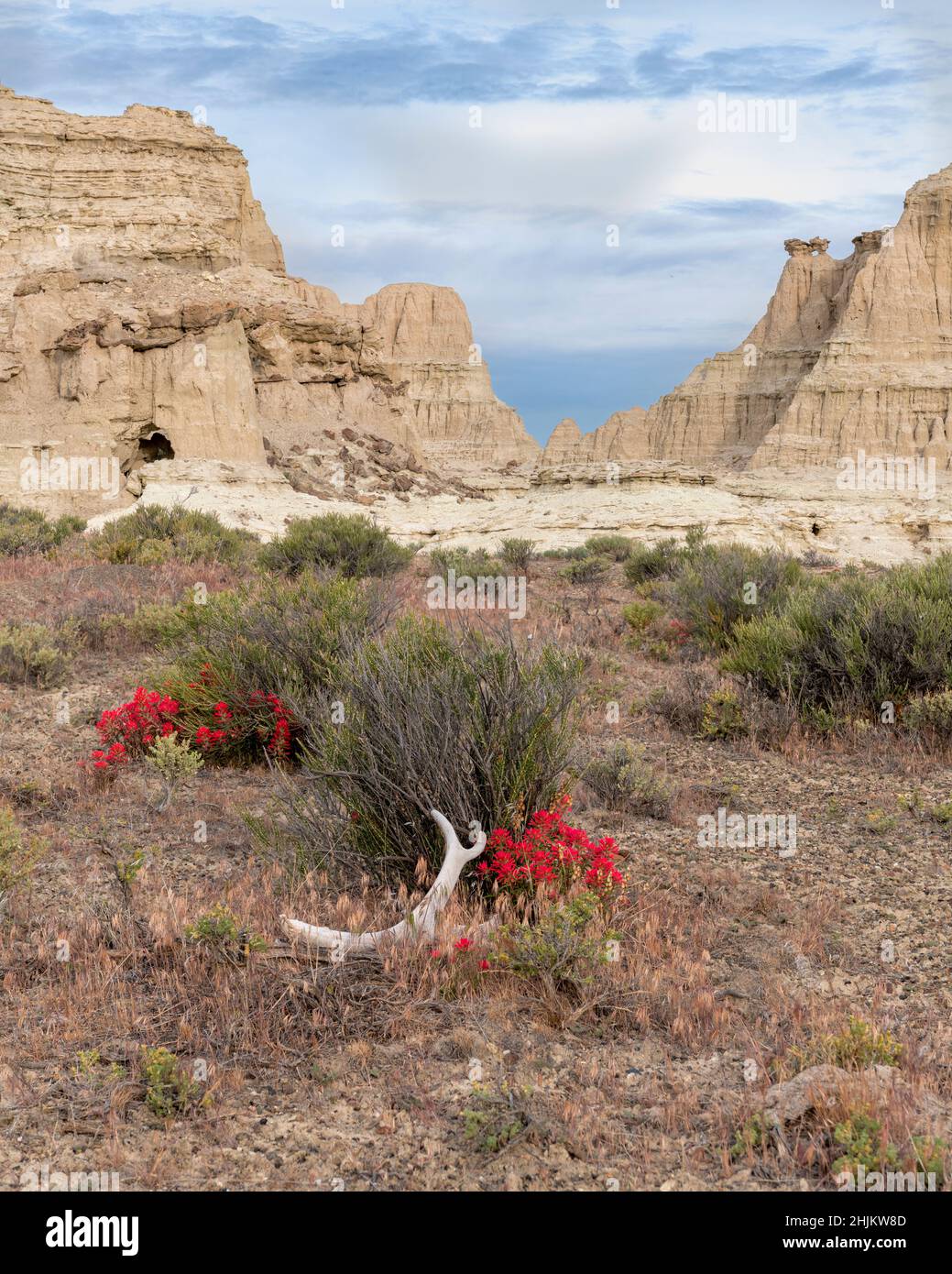 Red wildflowers hi-res stock photography and images - Alamy