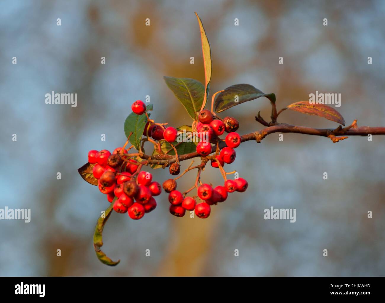 Red winter berries on a Late Cotoneaster bush on a sunny Winter's day ...