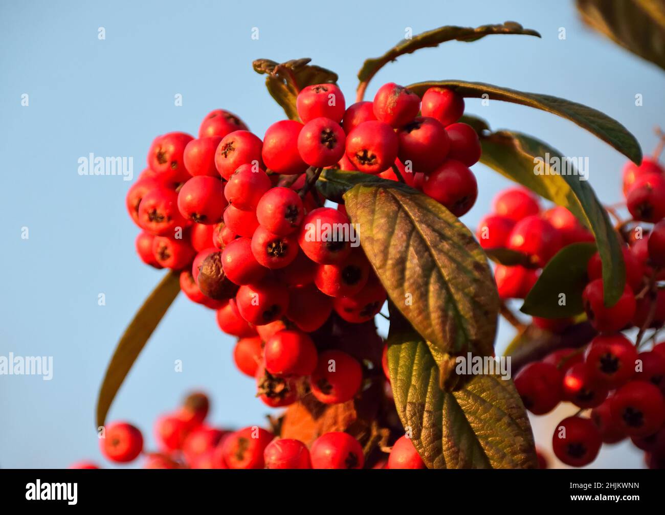 Victoria winters hi-res stock photography and images - Alamy