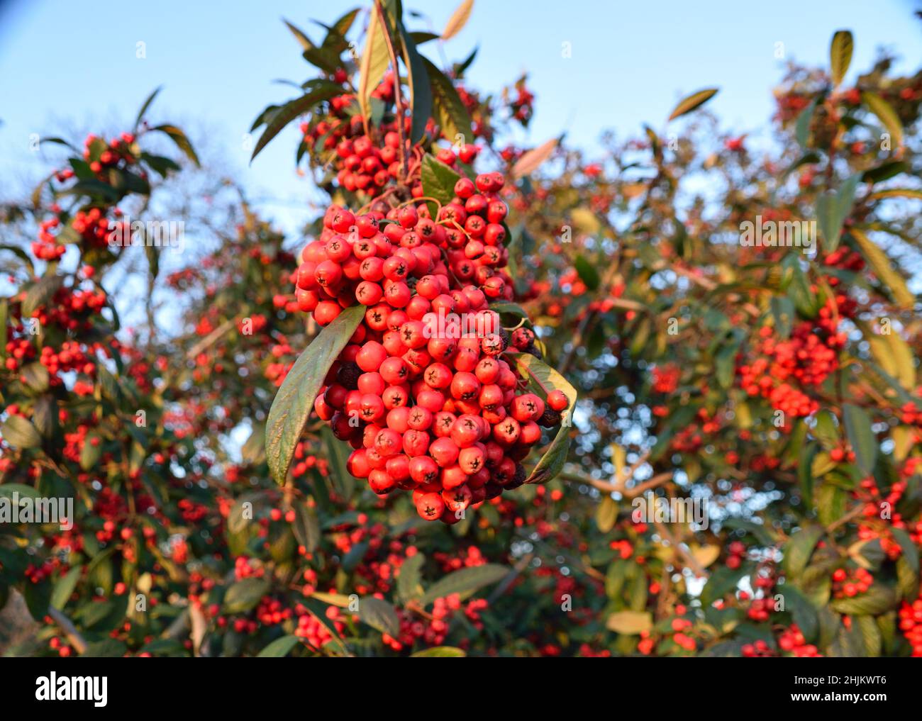 Red winter berries on a Late Cotoneaster bush on a sunny Winter's day ...