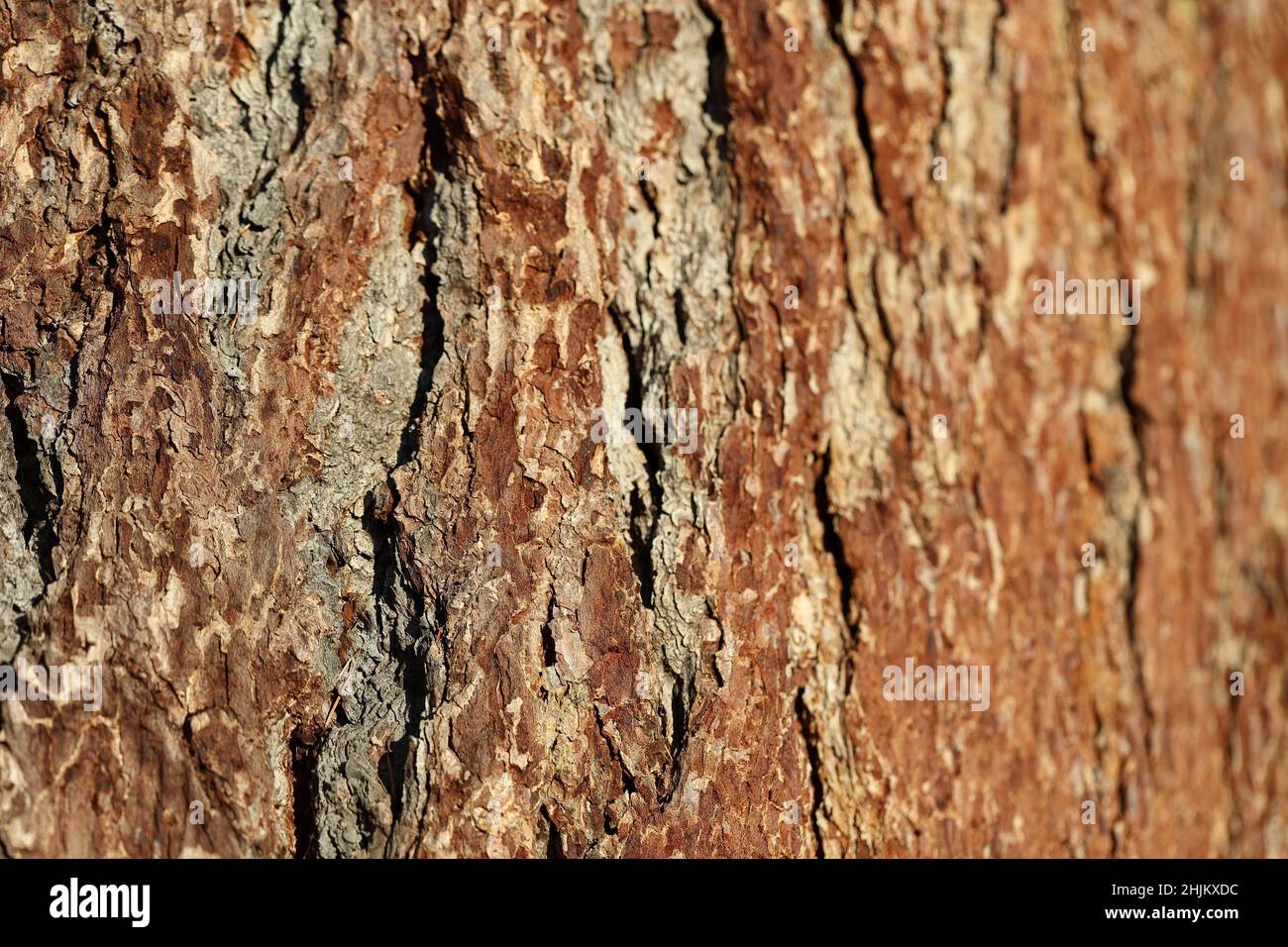 Holzrinde, Baumrinde Hintergrund Stock Photo - Alamy