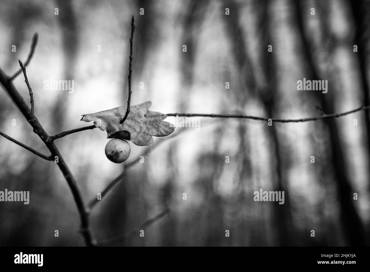 The last leaf to leave the tree hi-res stock photography and images - Alamy