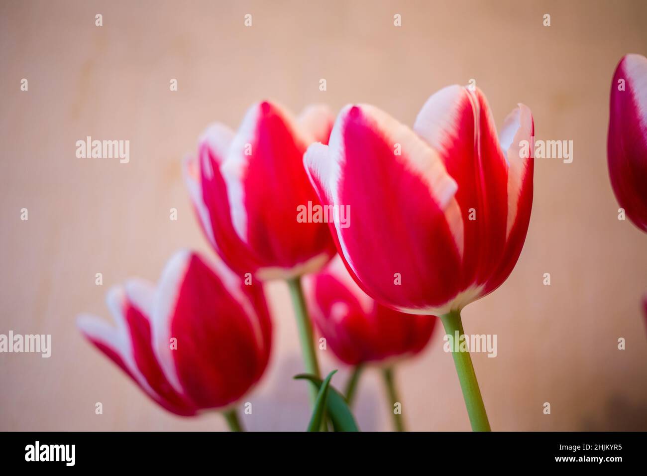 Beautiful red tulips. Macro. Can be used as a whole background Stock ...