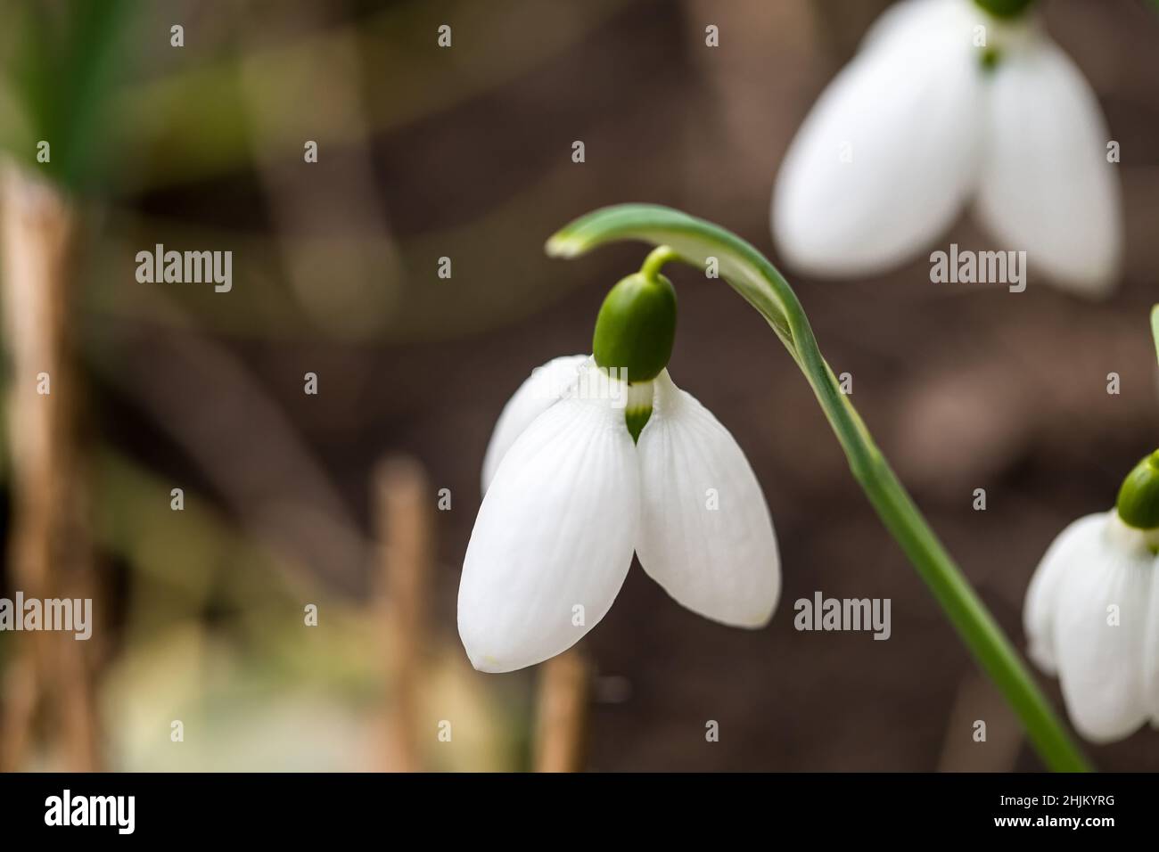 Beautiful spring blooming flower. Macro. Can be used as a whole ...
