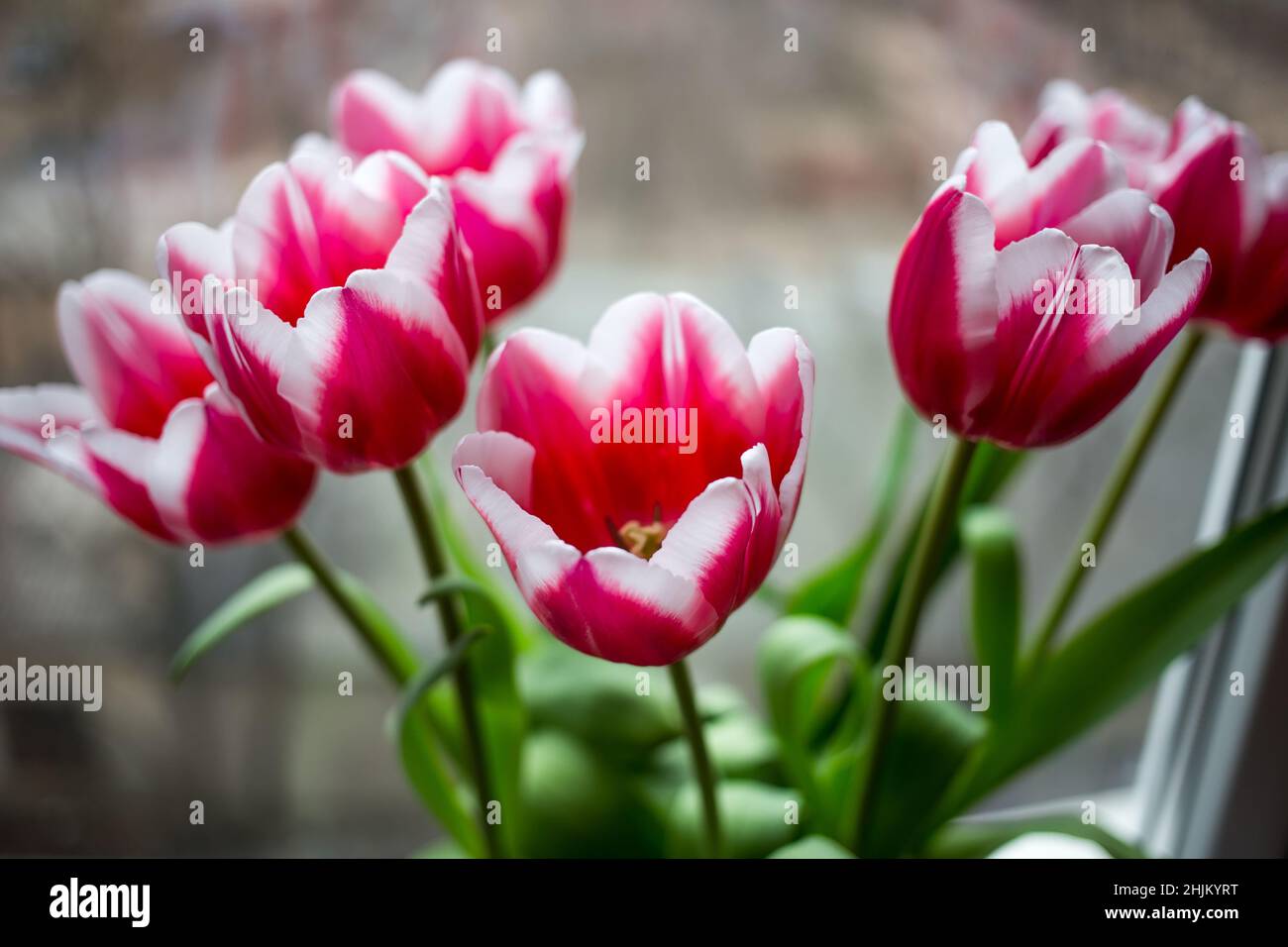 Beautiful red tulips. Macro. Can be used as a whole background Stock ...