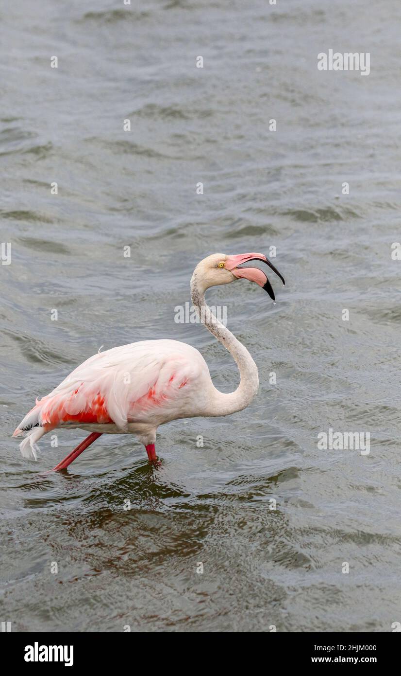 Africa flamingo namibia walvis hi-res stock photography and images - Alamy