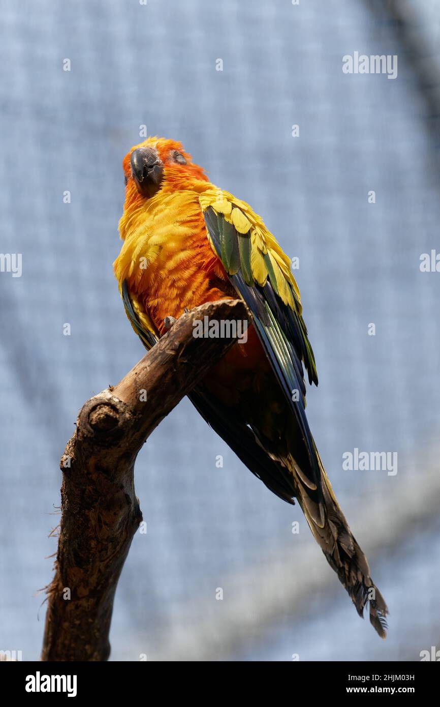 Closeup of a parrot on a tree branch in a garden Stock Photo - Alamy